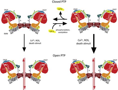 The Mitochondrial Permeability Transition Pore And Its Adaptive