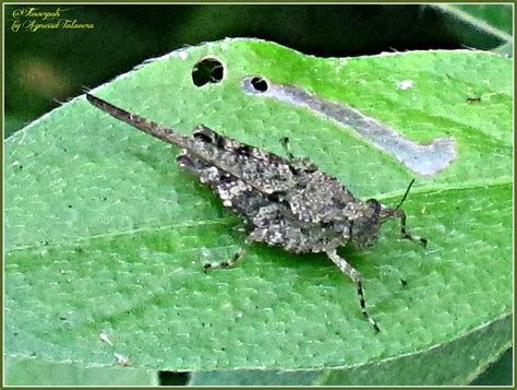Pygmy Grasshopper
