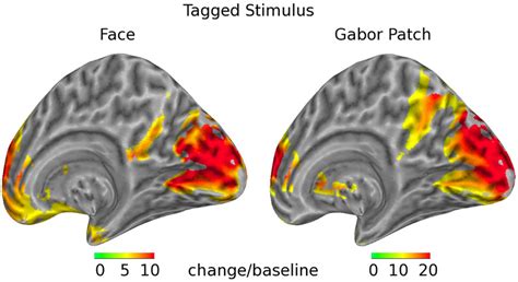 source projections of the ssvep responses on the right hemisphere of a