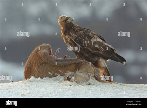 Golden Eagle Attacks Deer