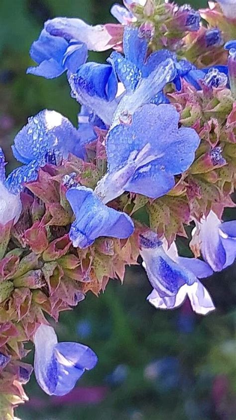 Salvia Uliginosa Benth Sumpf Salbei Weltflora Pl Ntnet Identify