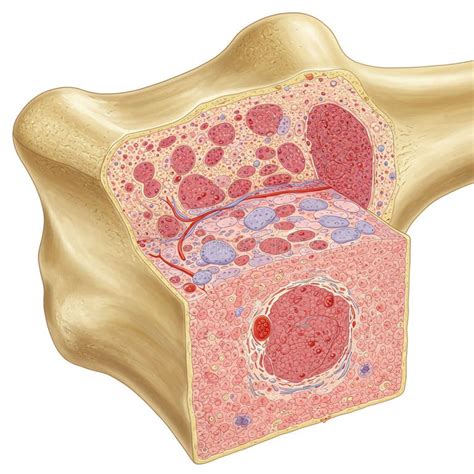 Porous Outer Layer Stock Illustrations 33 Porous Outer Layer Stock Illustrations Vectors