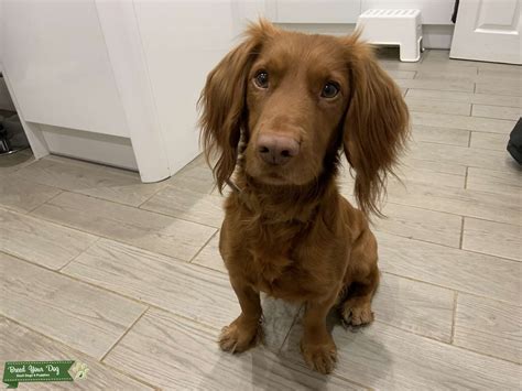 Proven Fox Red Cocker Spaniel Kc Registered Stud Dog In South