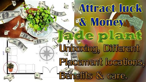 Jade Plant Feng Shui Placement