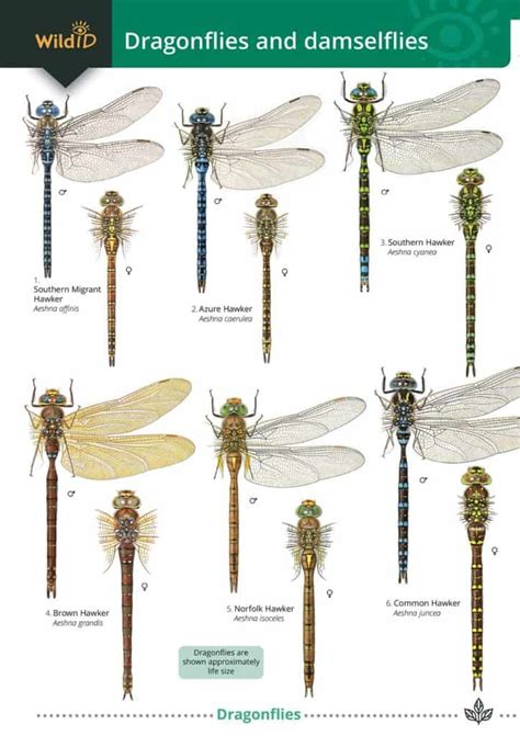 What Are The Different Species Of Dragonflies At Clinton Long Blog