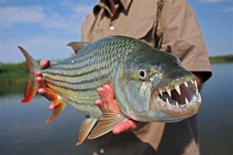 How To Fish For Tigerfish In South Africa The Complete Guide For 2026