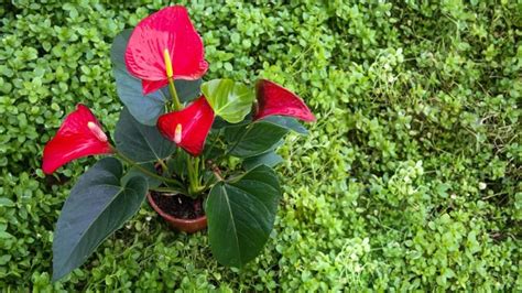 7 Plantas De Interior Con Flores Fáciles De Cultivar Mis Plantas