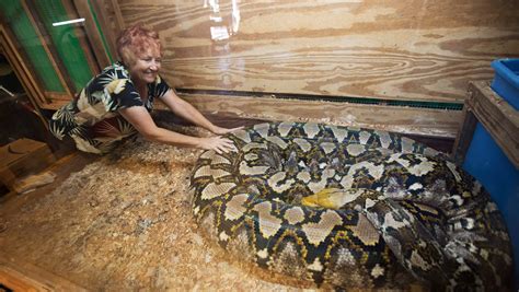 Reticulated Python