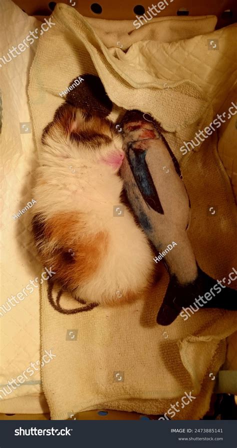 Kitten Cot Photos Images And Pictures