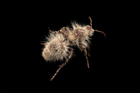 Thistledown Velvet Ant Dasymutilla Gloriosa Joel Sartore