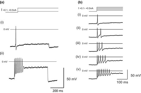 A Illustration Of The Voltage Responses To Long Depolarizing Current