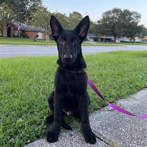 Cael Male Dark Green Collar