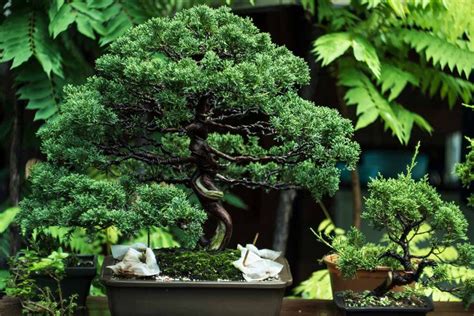 How To Plant And Grow Chinese Junipers Gardeners Path