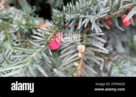Yew Shrub Stock Videos And Footage Hd And 4k Video Clips Alamy