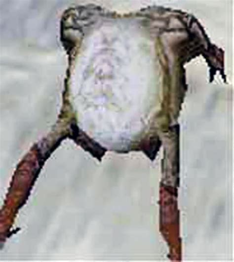 Headcrab Half Life Video Game Alien Monster Profile
