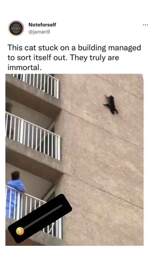 Tough Decision By Cat Or No Option Runexpected