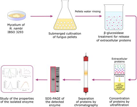 A Schematic Representation Of Extraction Of Extracellular Proteins From