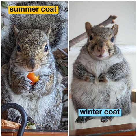 Summer Vs Winter Coat Rsquirrels