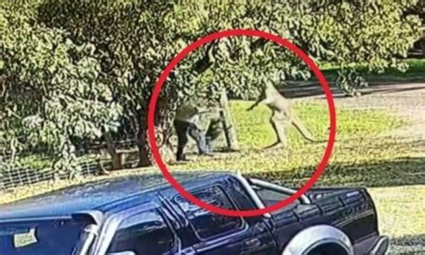 Kangaroo Attacks Man And Starts Crazy Fight Watch Video Yardhype