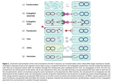 综述：细菌群落中抗菌药物耐药基因的水平转移 知乎