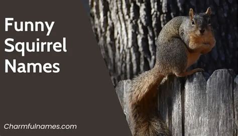 Discover Trendy Squirrel Names That Will Make You Swoon