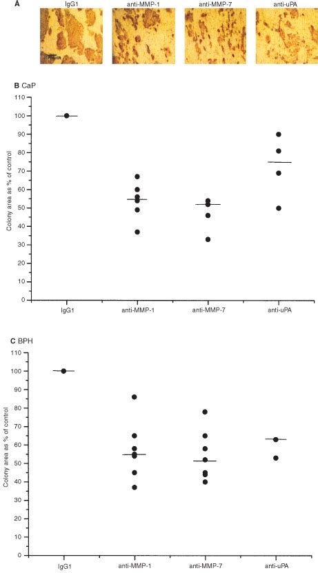 Antibody Inhibition Of Epithelial Colony Area A Comparison Of The Download Scientific