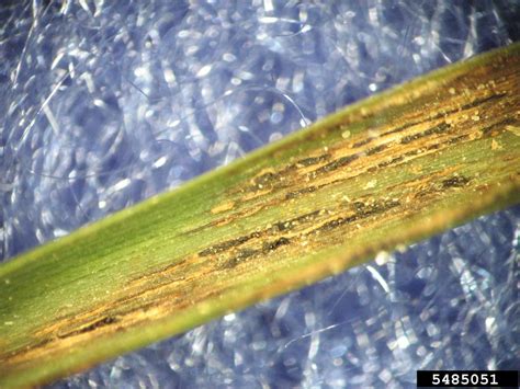 Grass Rust Problems Treating Rust Fungus In Lawn Gardening Know How