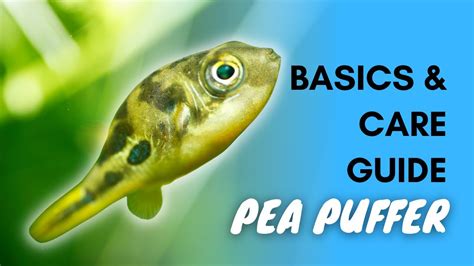Pea Puffer Basics And Care Guide Youtube