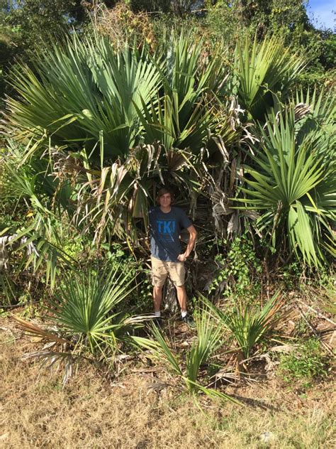 Sabal Louisiana In Habitat Cold Hardy Palms Palmtalk