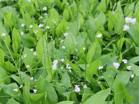 Salvinia Natans Diapteron Shop