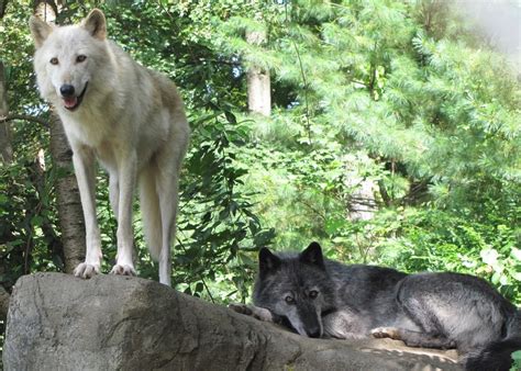 Wolf Conservation Centre Ngo Friends