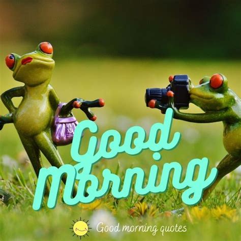 Wonderful Good Morning Frog Image Good Morning Pictures