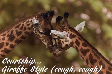 What Noises Do A Giraffe Make At Tayla Stang Blog