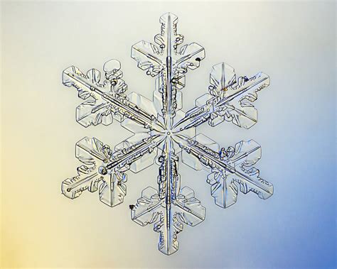 Copo De Nieve Wikipedia La Enciclopedia Libre