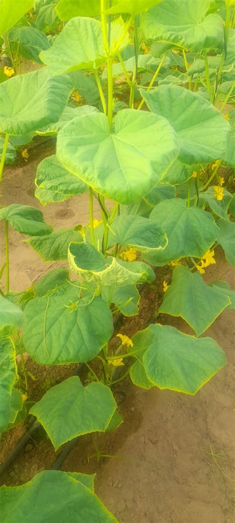 Understanding And Managing Leaf Curl In Cucumber Plants Floriculture