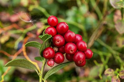 How To Plant Grow And Harvest Cranberry Plants Harvest To Table