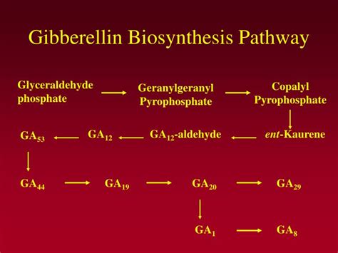 PPT Gibberellins PowerPoint Presentation ID 4496315
