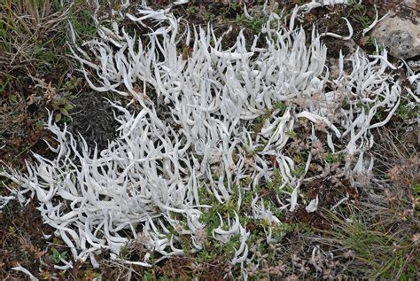 Lichen Gallery Thamnolia Thamnolia Vermicularis D80a2378