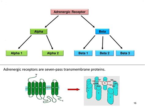 Ppt Neurotransmitters In The Nervous System Powerpoint Presentation