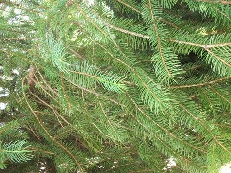 Texture Tree Pack 1 By Dameodessastock On Deviantart