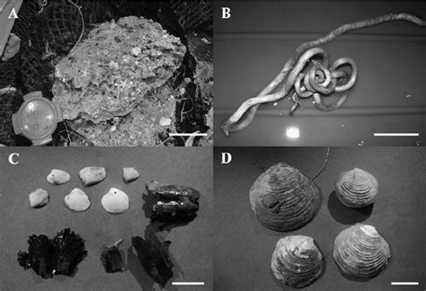 A Authigenic Carbonate Blocks From The Upper Slope Off Taitao