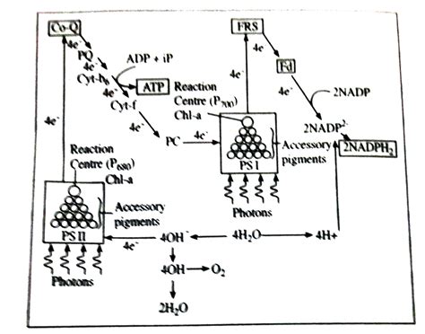 Noncyclic Photophosphorylation