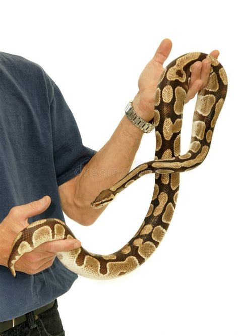 Bras De Serpent Python Royal Photo Stock Image Du Pouvoir Reptile