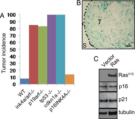 P19 Arf P53 And P21 Waf1 But Not P16 Ink4a Are Required To Suppress