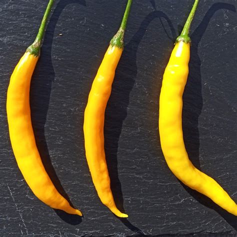 Dynamite Dundicut Orange Peperhof