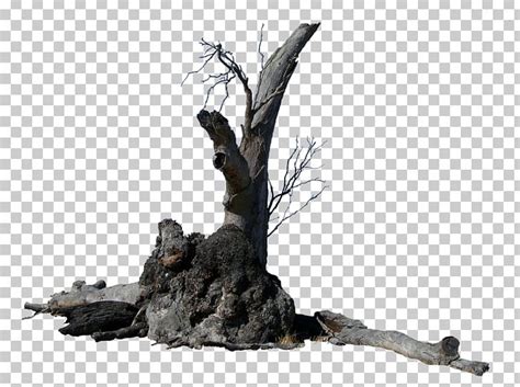 Tree Branch Rendering Root PNG Clipart Branch Download Houseplant Nature Plant Free PNG