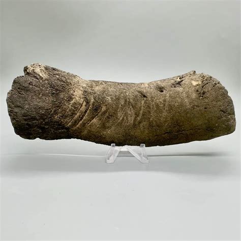 Whale Fossil With Megalodon Bite Marks Is It Real How To Recognize Fossil Fabrications The