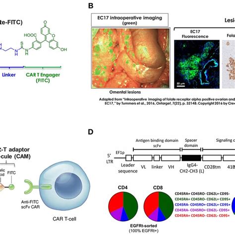 Combination Index Ci And Dose Reduction Index Dri Values For Download Table