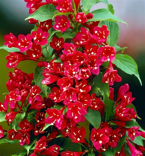 Vajgélie květnatá ´RED PRINCE´ 10-15 cm, kont. 1,4 l | Lumigreen.cz
