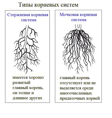 Виды корней, типы корневых систем. Видоизменения корней — что это ...